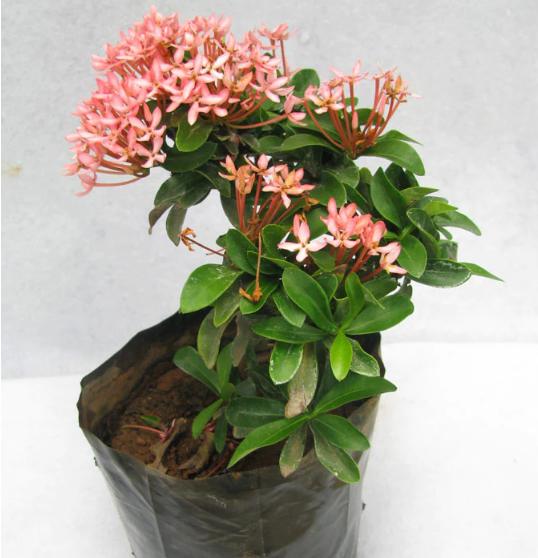 Ixora mini flower buy at BuyGreen